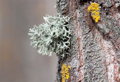 Premium Photo Lichen Growing On A Tree Trunk