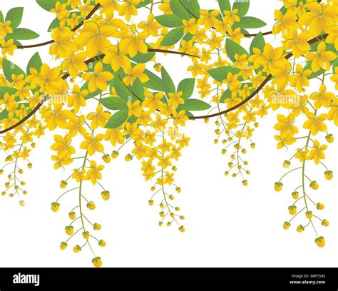 Cassia Fistula Golden Shower Tree Flower Vector Illustration Stock