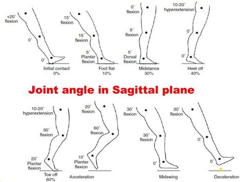 Knee Flexion Angle Gait Phase At Daniel Kirkland Blog