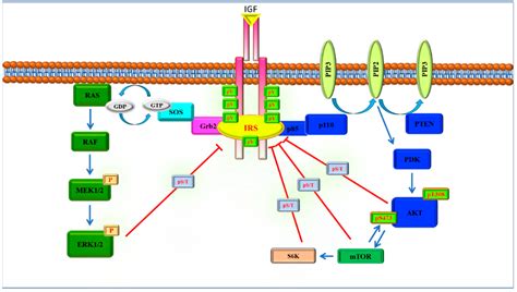 The Role Of Insulin Receptor Substrate Proteins In Bronchopulmonary
