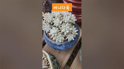 계수동 써니다육 다육식물 화이트그리니별사탕 Youtube