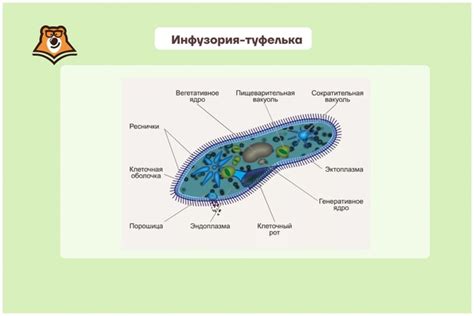 Читаем и запоминаем строение инфузории туфельки 邏 Инфузория туфелька имеет размер около 0 1 0 3