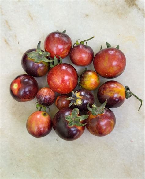 Freebie Seeds Black Strawberry Tomato Mountain Top Seed Bank