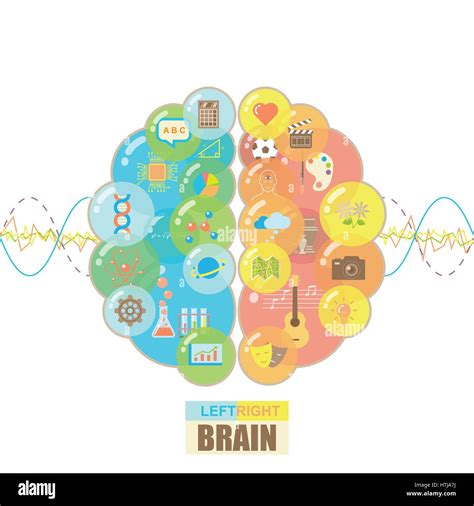 Fonctions Des Hémisphères Du Cerveau Gauche Et Droit Dans Les Groupes
