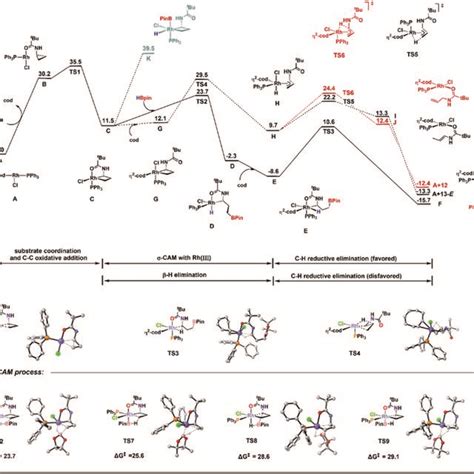 Free Energy Diagram Of Hydroboration Of Cpas Using Pph3 As The Ligand