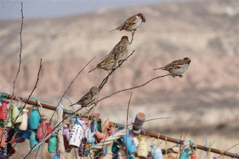 Воробьи на ветках на фоне разноцветных глиняных горшков с желаниями Stock Foto Adobe Stock