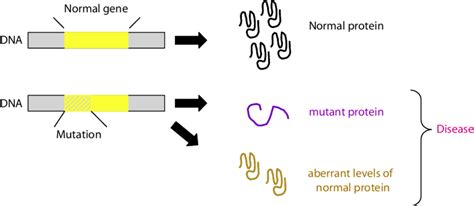 From Mutation To Disease A Dna Mutation Can Cause Qualitative Or