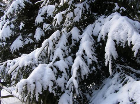 Winter Survival Part The Genius Of Trees And Invertebrates Drew Monkman