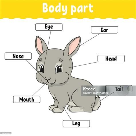 본체 부분 단어를 학습 교육 개발 워크 시트 영어 공부를 위한 활동 페이지 어린이를위한 게임 재미있는 캐릭터 격리된 벡터 그림입니다 만화 스타일입니다 다이어그램에 대한 스톡