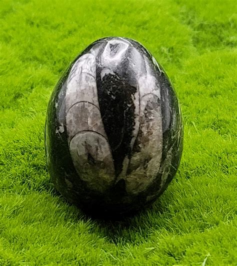 Orthocerus Fossil Eggs Rsmgallery