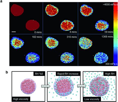 Imaging Diffusion Fronts Of Water During Hydration Of Oxidised Myrcene