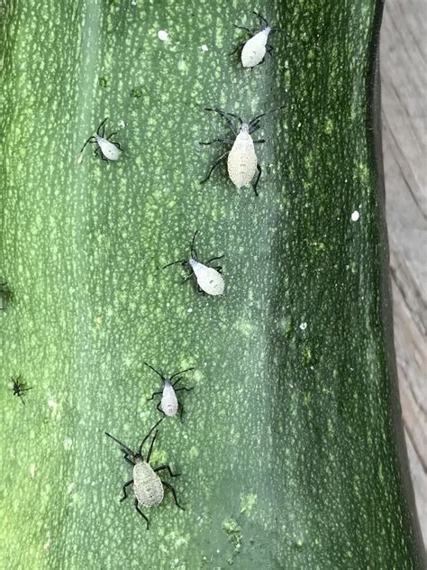 Squash Bugs Id And Control Better Termite