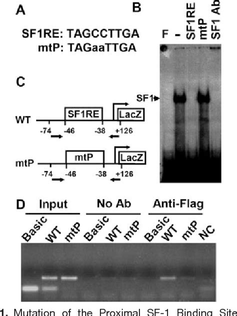 Figure 1 From Mutation Of Mouse Cyp11a1 Promoter Caused Tissue Specific