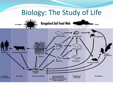 PPT Biology The Study Of Life PowerPoint Presentation Free Download ID 289501