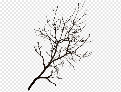 Branch Tree Winter Tree Leaf Tree Branch Monochrome Png PNGWing