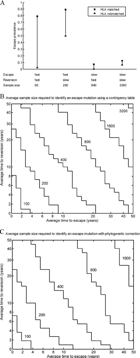 Ctl Escape Mutations Identified Through Hla Associations Favor Those