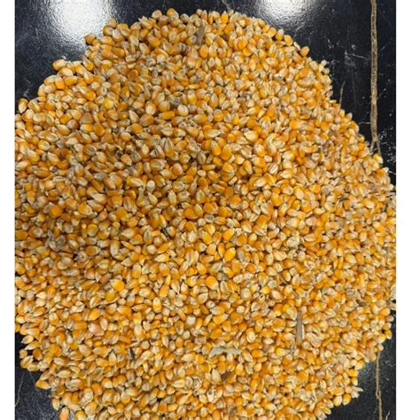 Yellow Maize Kernel A Grade At ₹ 32kg In Chennai Id 2857903904030
