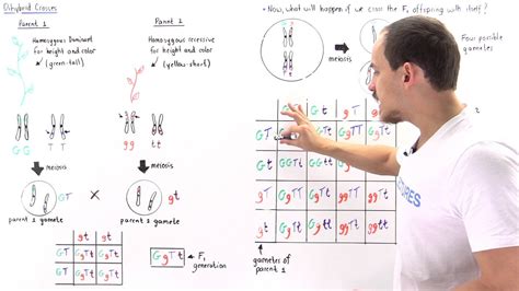 Dihybrid Cross Part Ii Youtube