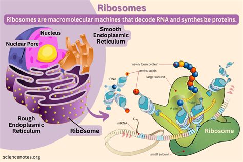 Ribosomes Function Structure And Facts