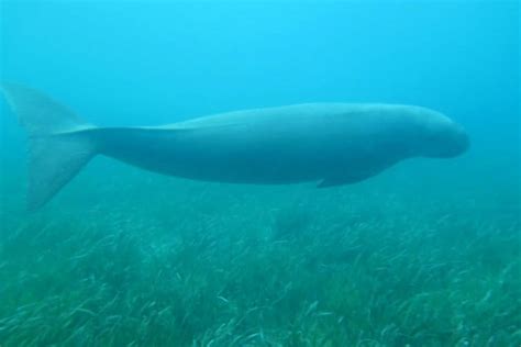 Rare Dugong Calf Sighting In Alor Spotlights Seagrass And Marine Mammal Conservation