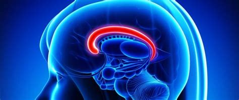 Cingulate Cortex NeuRA Library