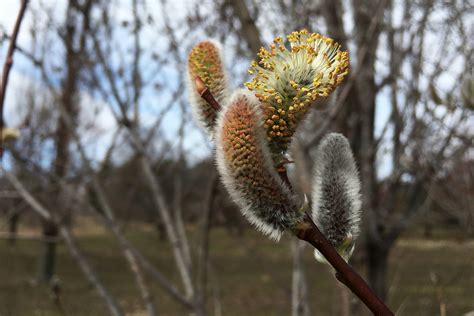 Gardening With Native Plants Early Flowers Uw Arboretum