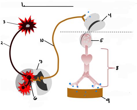 Neural Pathway Diagram 2 Diagram Quizlet