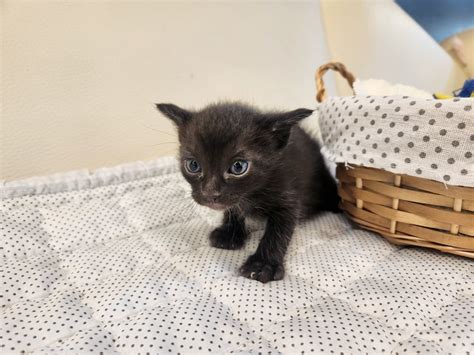 코리안숏헤어 까망이 사모예드특징 스피츠특징 시바견특징 시베리안허스키특징 시츄특징 요크셔테리어특징 웰시코기특징 이탈리아그레이하운드특징 치와와특징 코카스파니엘특징 폼스키특징