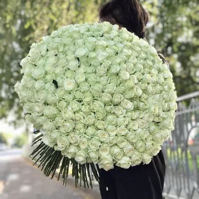 501 роза фото - 80 картинок