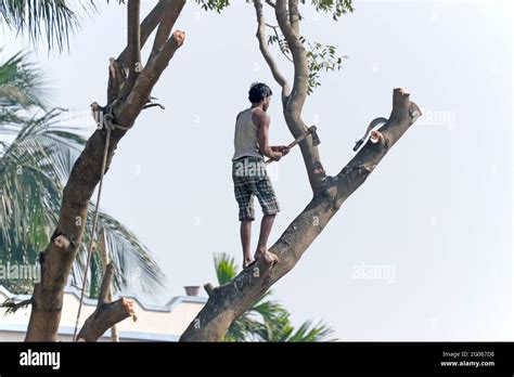 Man Cutting Tree Hi Res Stock Photography And Images Alamy