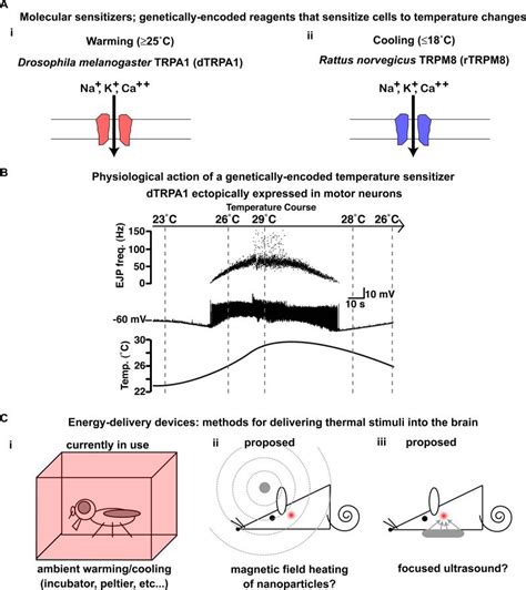 Optogenetics And Thermogenetics Technologies For Controlling The