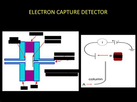 Ia 2 Electron Capture Detector Diagram Quizlet