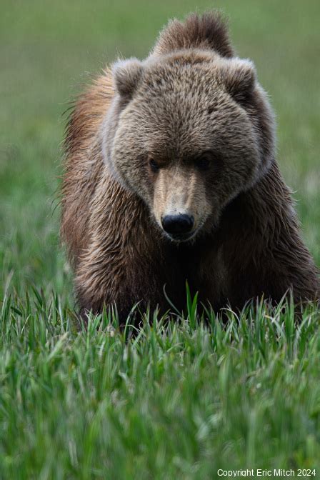 Photographing Kodiak Brown Bears At Rohrer Bear Camp A Unique Experience Eric Mitch Photography