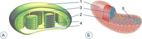 Презентація біологія 7 клас НУШ Особливості будови клітин еукаріотів