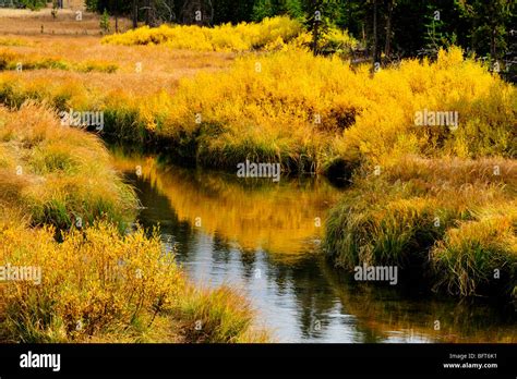 Willows In Autumn Colour Lining The Banks Of The Gibbon River