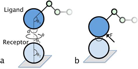 Simulation Of Binding On And Off Events A On Event For A Download Scientific Diagram