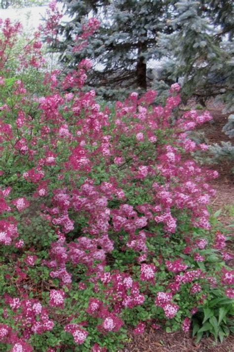 Buy Red Pixie Lilac Free Shipping Wilson Bros Gardens 1 Gallon Pot