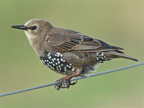 European Starling - eBird