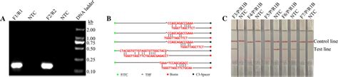 Primer And Probe Amplification A Agarose Gel Showing Primer Pairs That Download Scientific