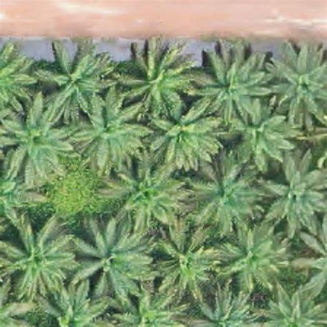 Augmentasi Object Detection Dataset By Object Detection