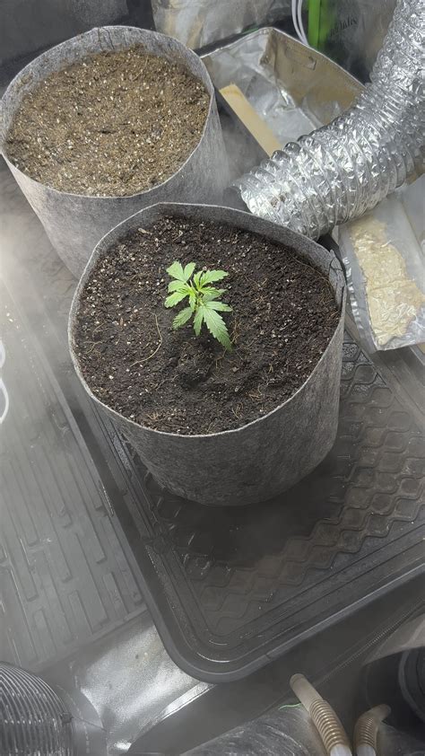 Gorilla Glue Auto Rautoflowers