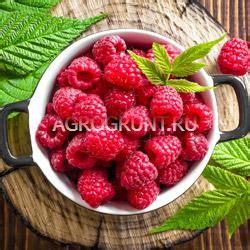 Ландшафтный дизайн дачного участка