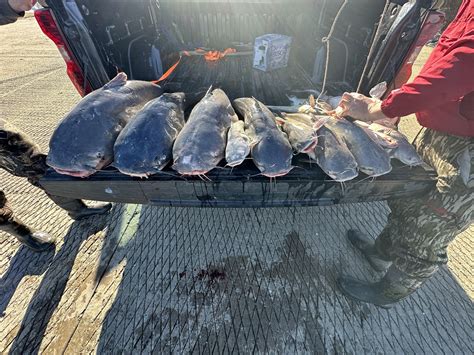 Striped Bass Spawn 2025 Uncountable Fish In Miramichi Nb Fishing