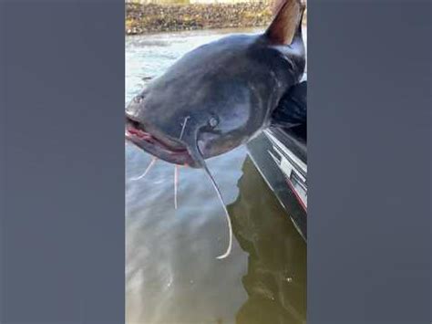 40+ LB FLATHEAD RELEASE #flathead #fishing - YouTube