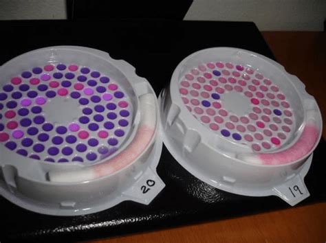 Two Plates Of SimPlate Coliforms And E Coli Left Photo Positive Download Scientific Diagram