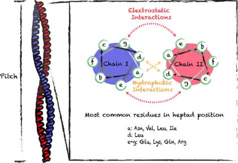 Schematic Representation Of The Coiled Coil Supramolecular Structure