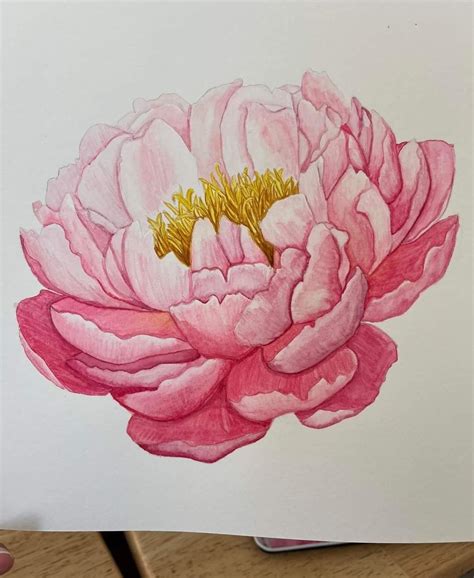 Simple And Beautiful Pink Flower Drawing Pink Peony Drawing Ideas Peony Drawing Color Flower
