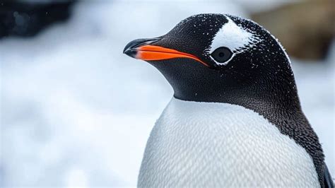 Linux 6 13 Rc5 Un Homenaje A Linus Torvalds Por Su Cumpleaños