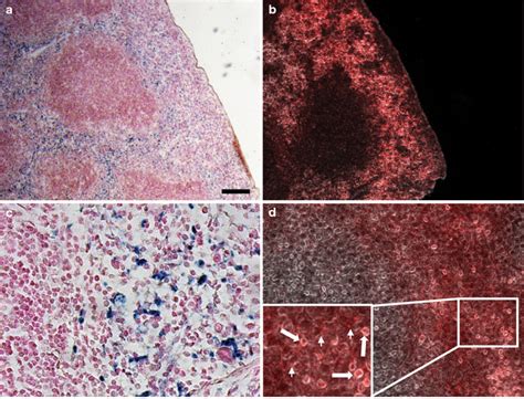Fluorescence Detection Of Eu Vsop In Tissue Sections Ex Vivo Detection