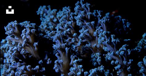 푸른 산호 사진 Unsplash의 무료 암초 이미지